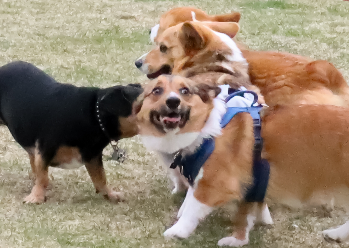 Corgi Carnival – JPalin Photography
